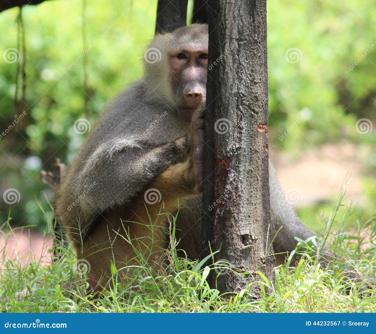 Baboon stock image. Image of camera, male, nature, staring - 44232567