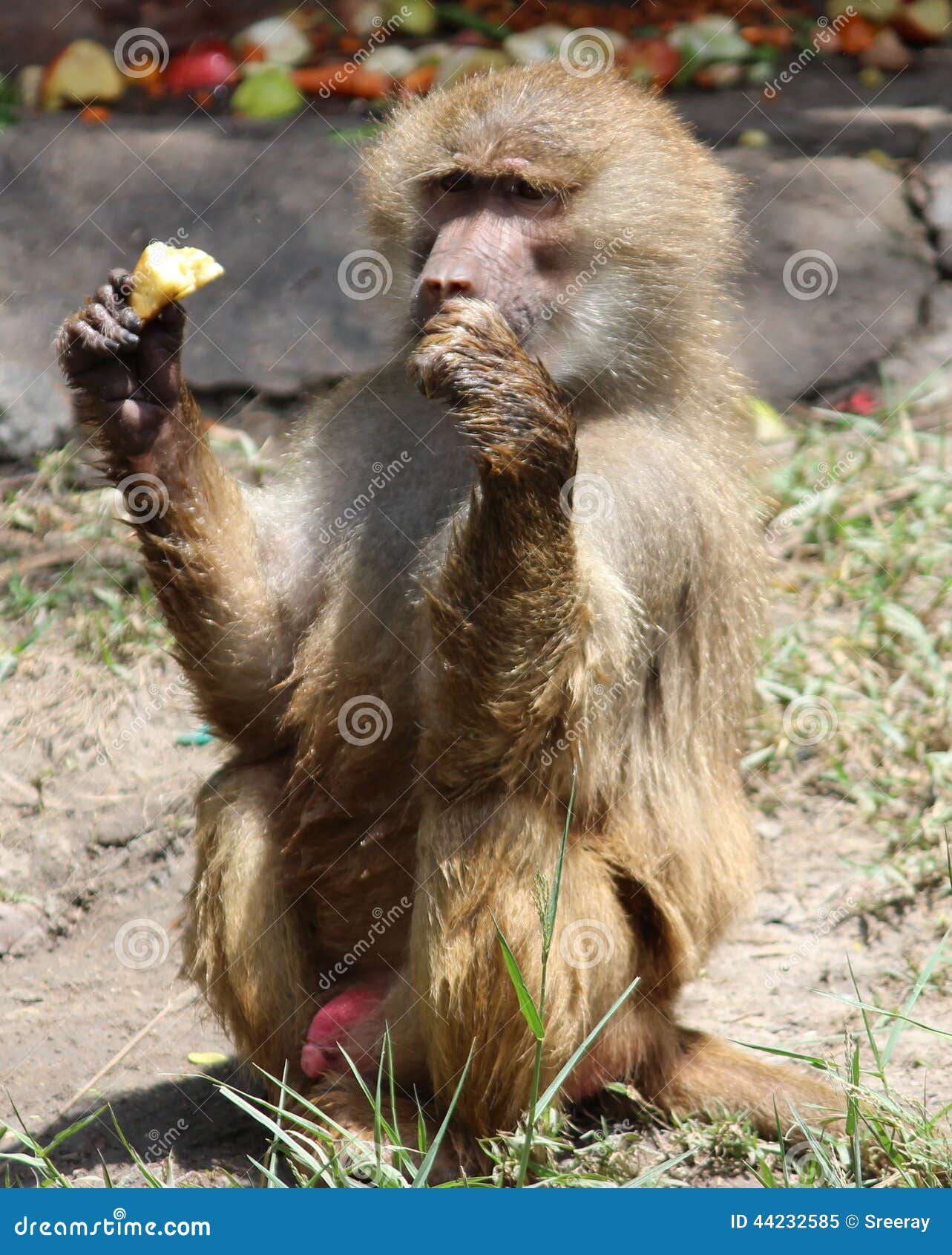 Baboon stock image. Image of male, adult, siiting, babbon - 44232585
