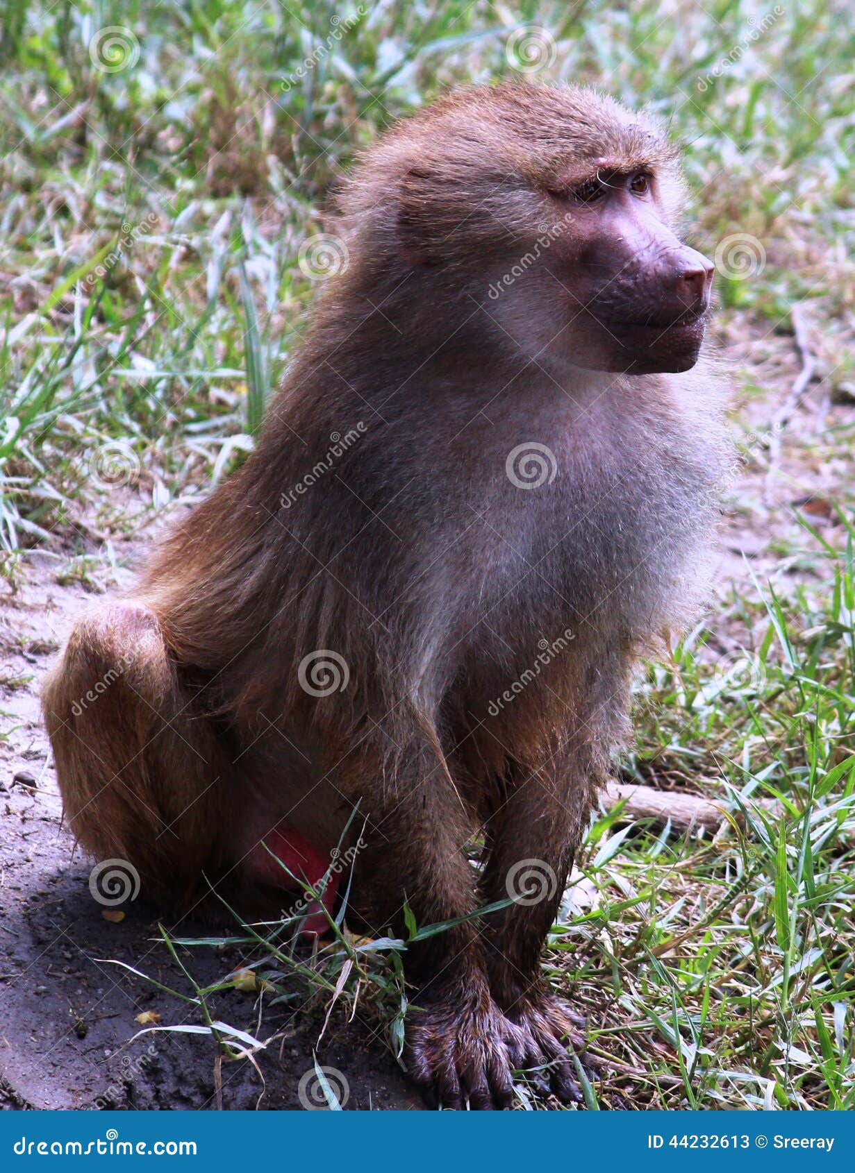 Baboon stock image. Image of baboon, tree, adult, mammal - 44232613