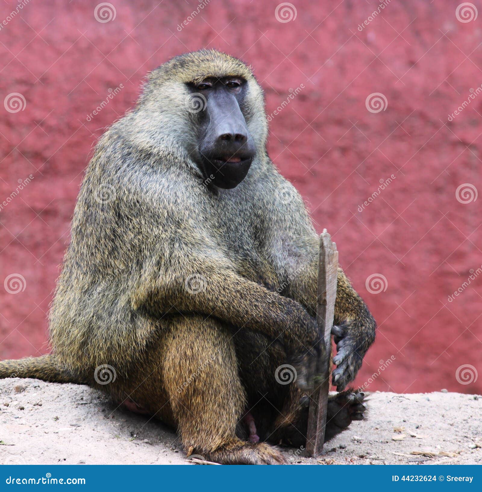 Baboon stock photo. Image of baboon, siiting, male, staring - 44232624
