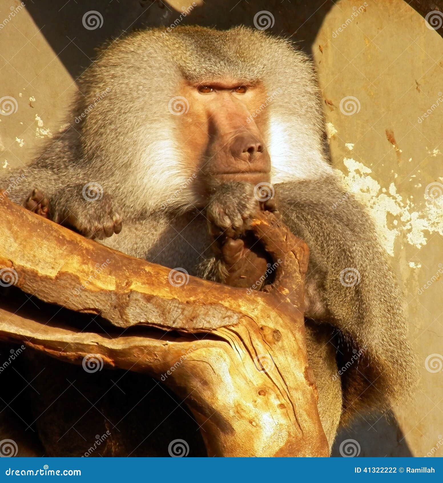 Baboon Pack Leader stock photo. Image of white, pack - 41322222