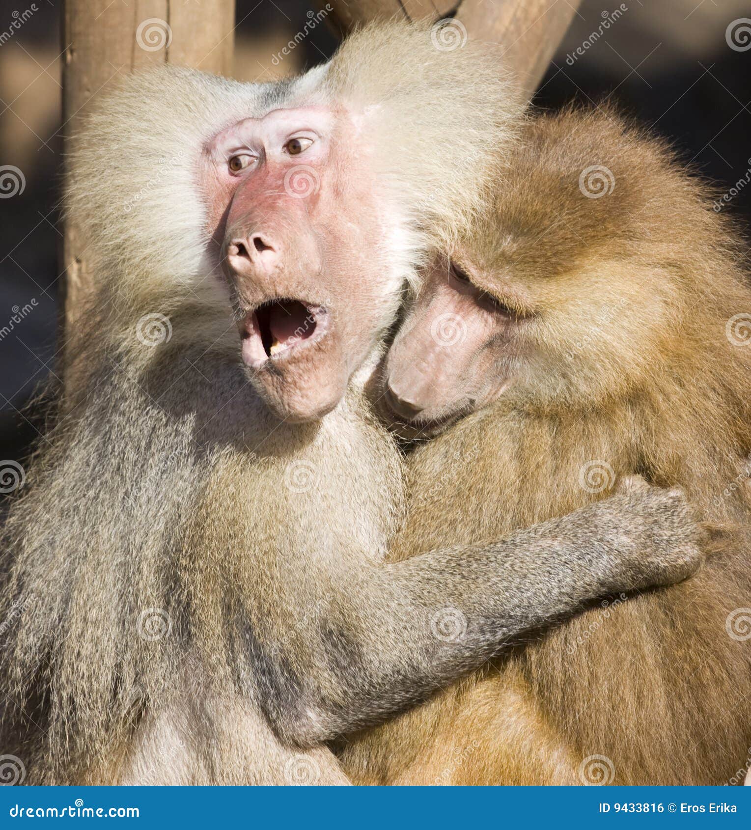 Baboon (Papio hamadryas) stock photo. Image of background - 9433816