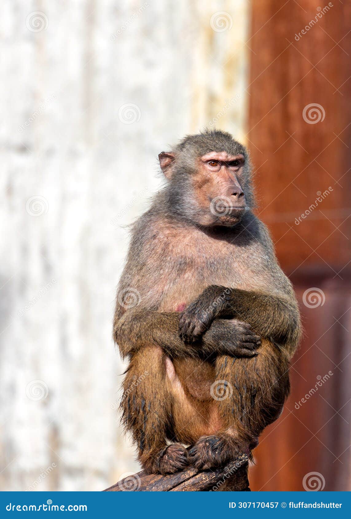 Baboon (Papio Sp.) in African Savannas Stock Image - Image of nature ...