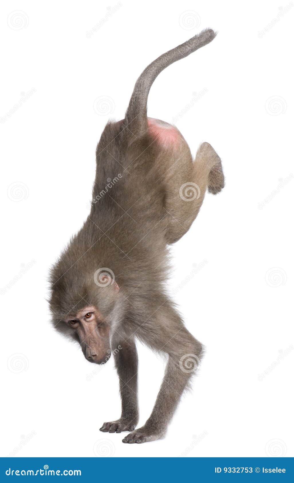 Baboon Performing A Hand Stand - Simia Hamadryas Royalty-Free Stock ...