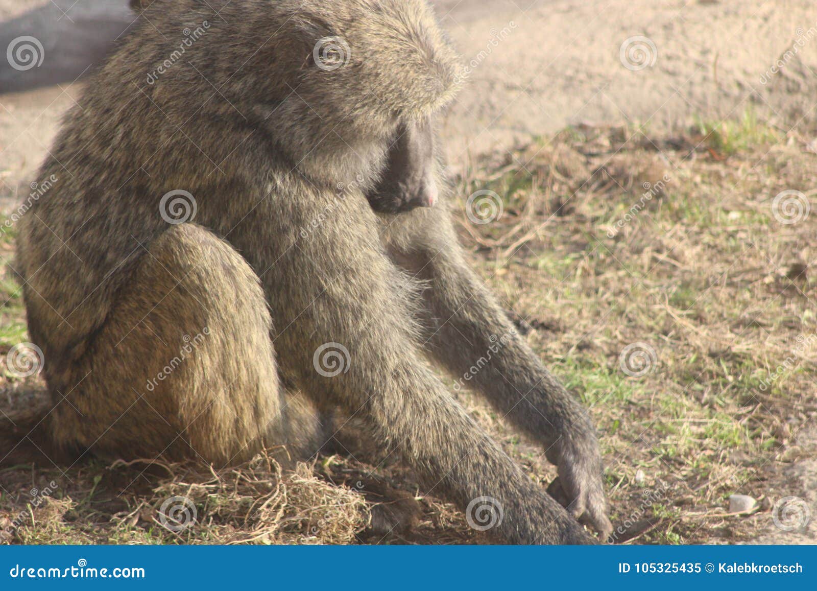 Baboon Photographs from Various Angles Stock Image - Image of lift ...
