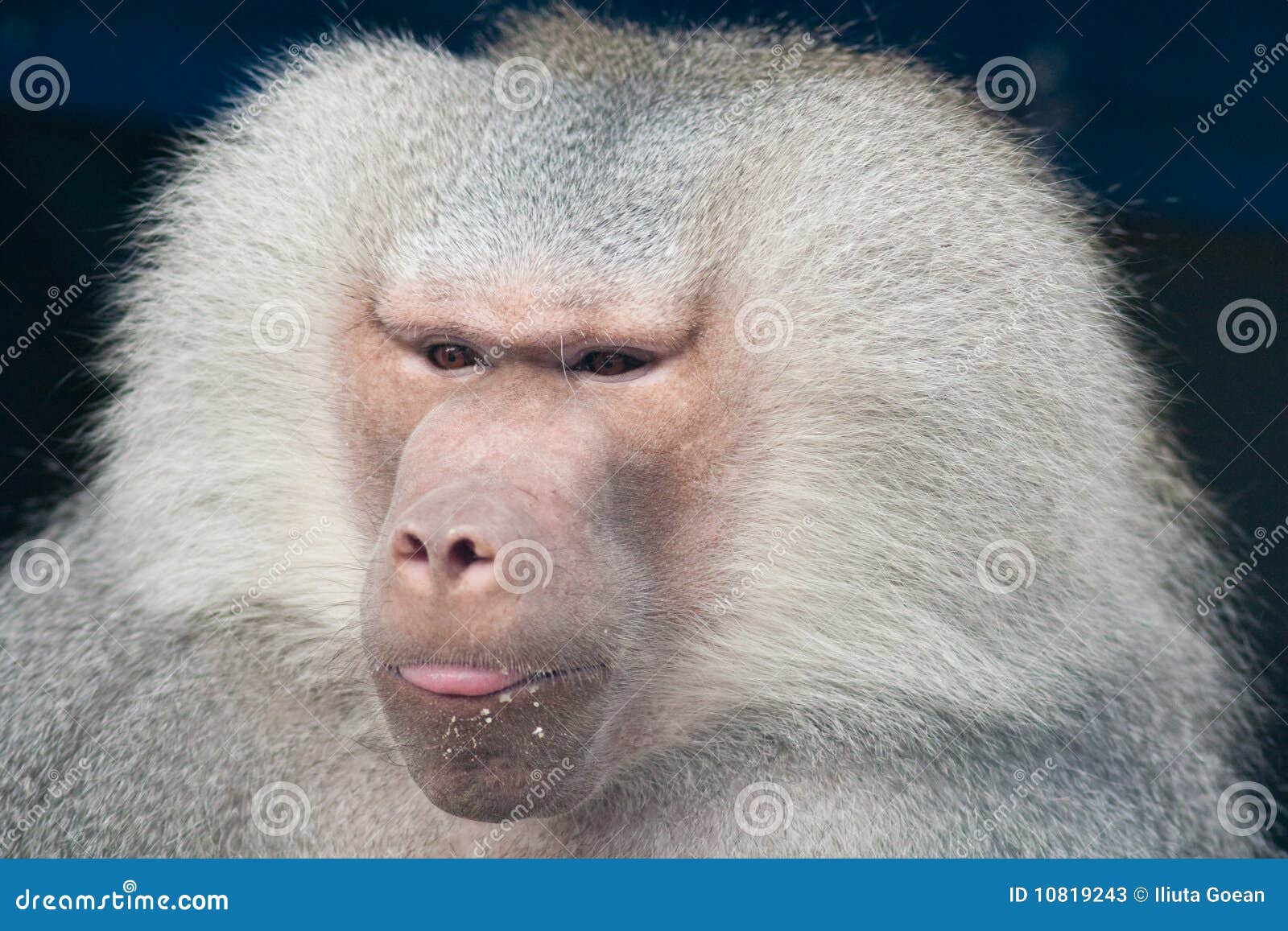 Baboon Portrait stock image. Image of head, look, portrait - 10819243