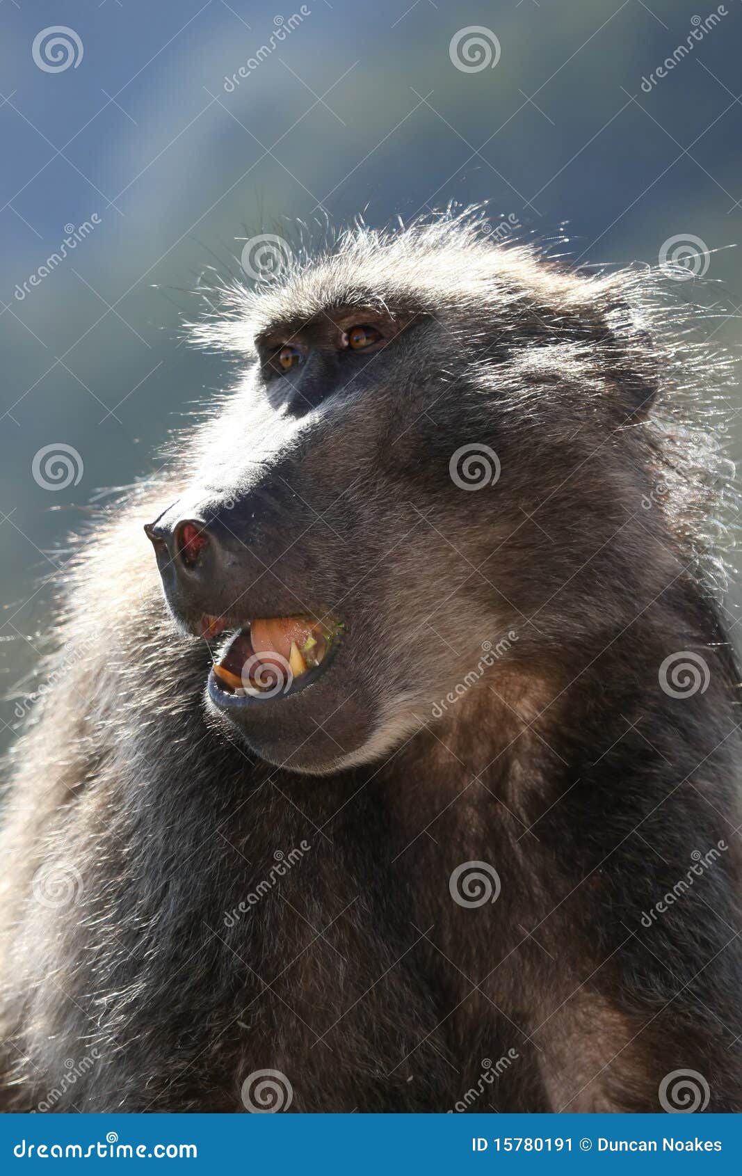 Baboon Portrait stock image. Image of colorful, baboon - 15780191