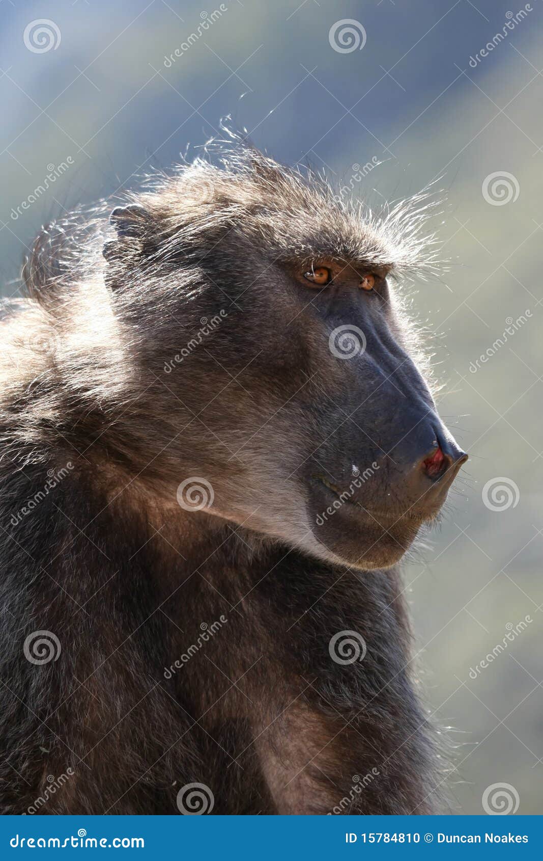 Baboon Portrait stock photo. Image of wilderness, wild - 15784810