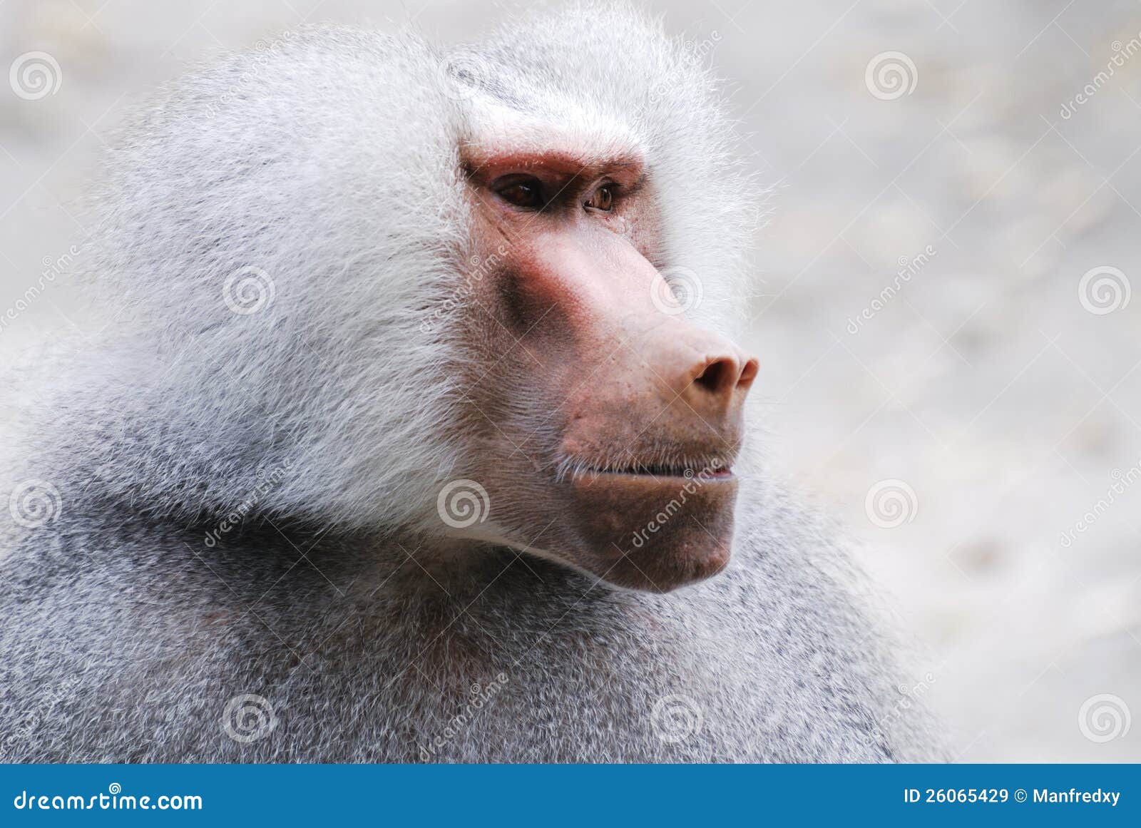 Baboon Portrait stock image. Image of baboon, mouth, animal - 26065429