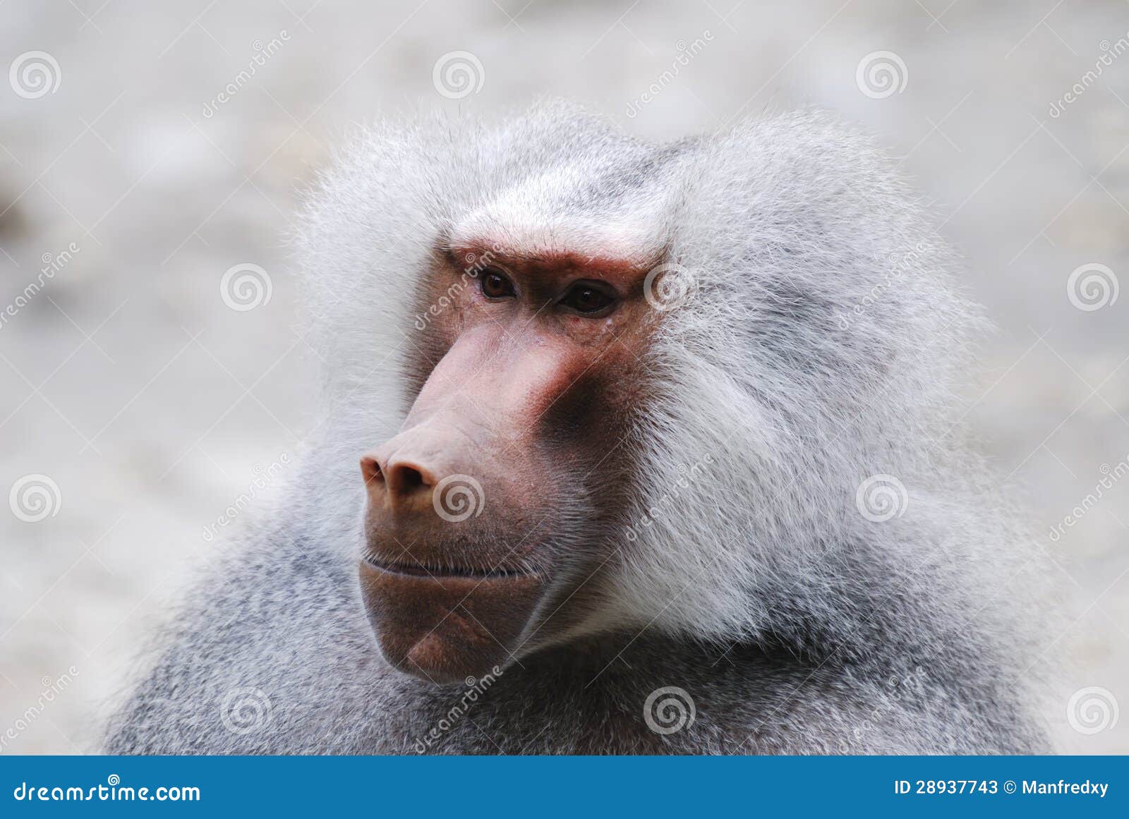 Baboon Portrait stock image. Image of mammal, mouth, monkey - 28937743