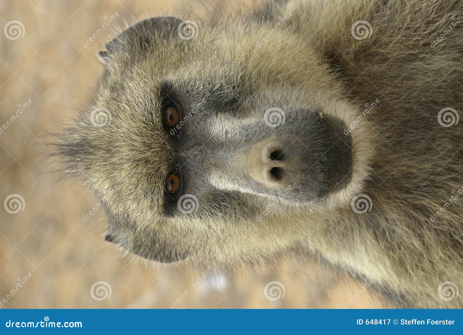 Baboon portrait stock image. Image of nose, portrait, mammal - 648417