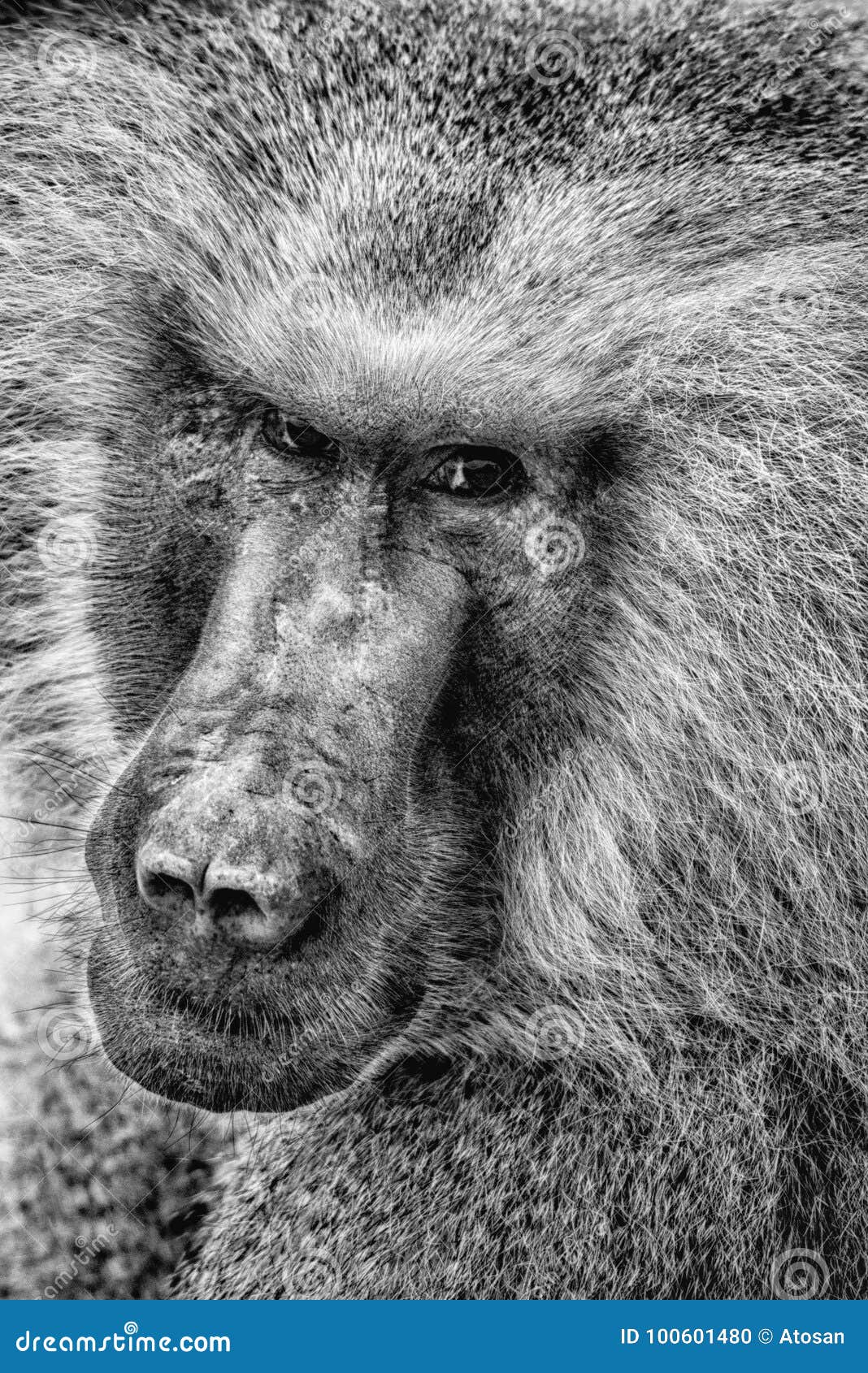Baboon portrait stock photo. Image of watching, angry - 100601480