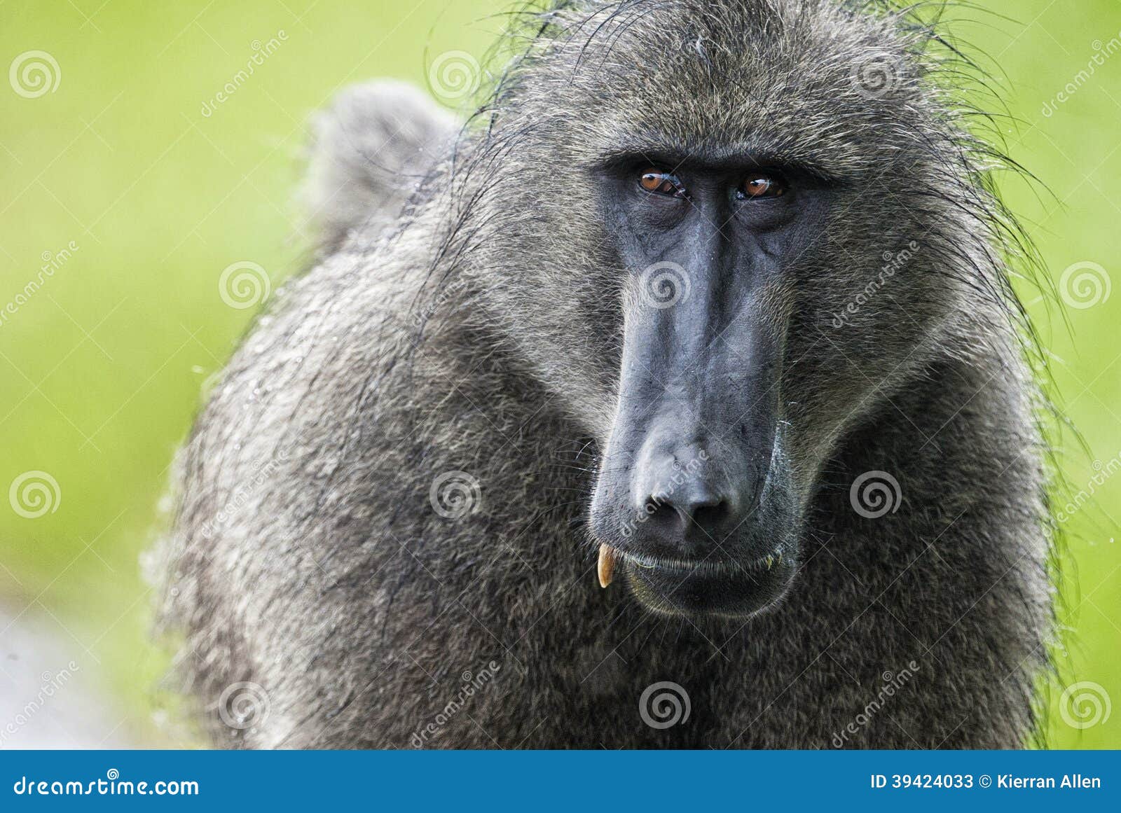 Baboon Portrait, South Africa Stock Image - Image of eyes, kruger: 39424033