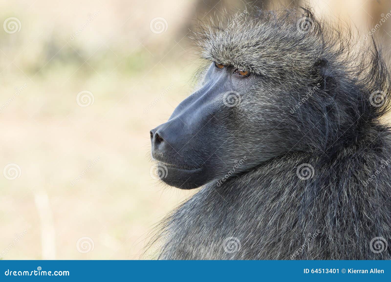Baboon Portrait South Africa Stock Image - Image of watering, rhino ...