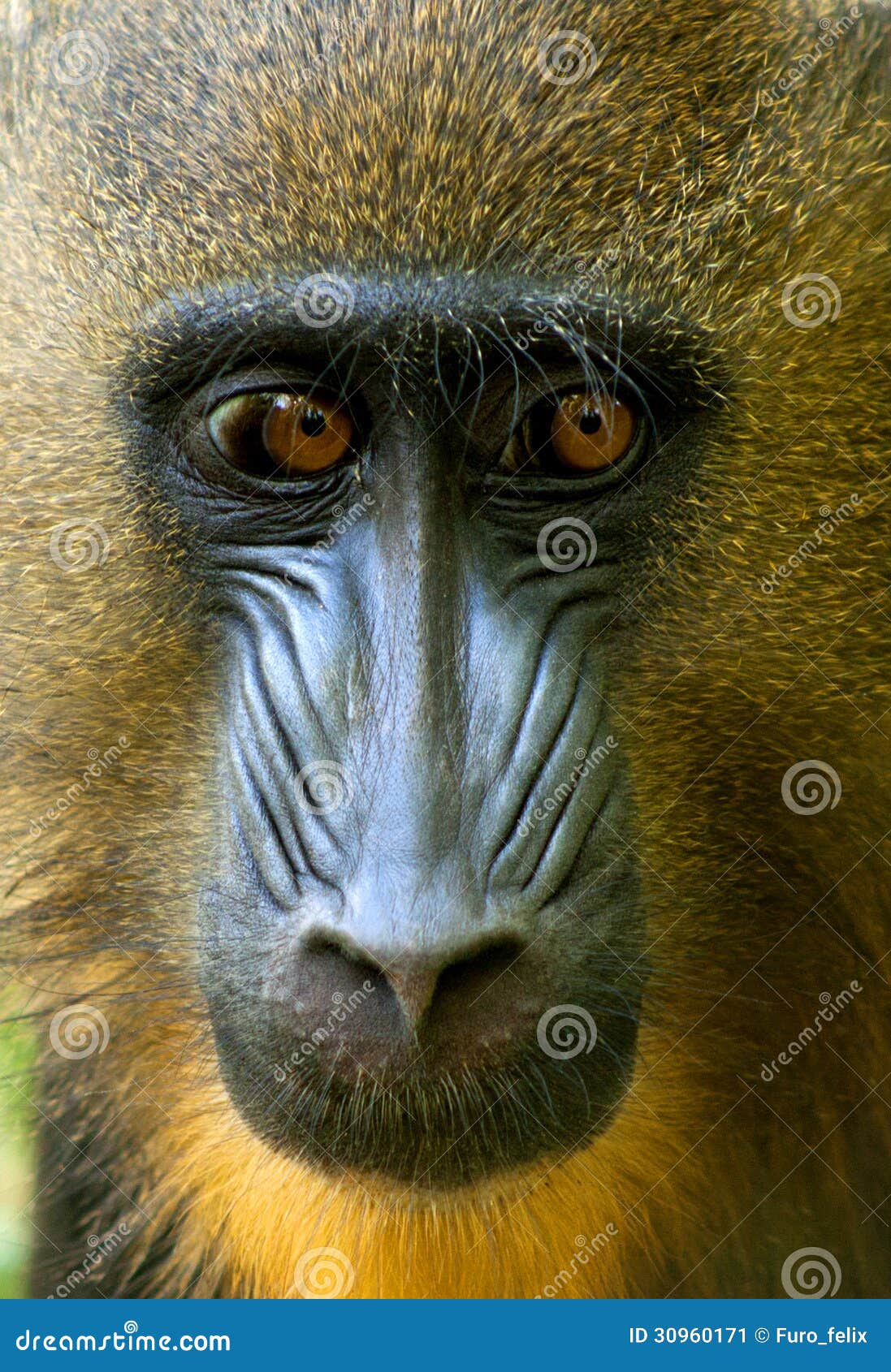 Baboon portrait stock image. Image of wildlife, encounter - 30960171