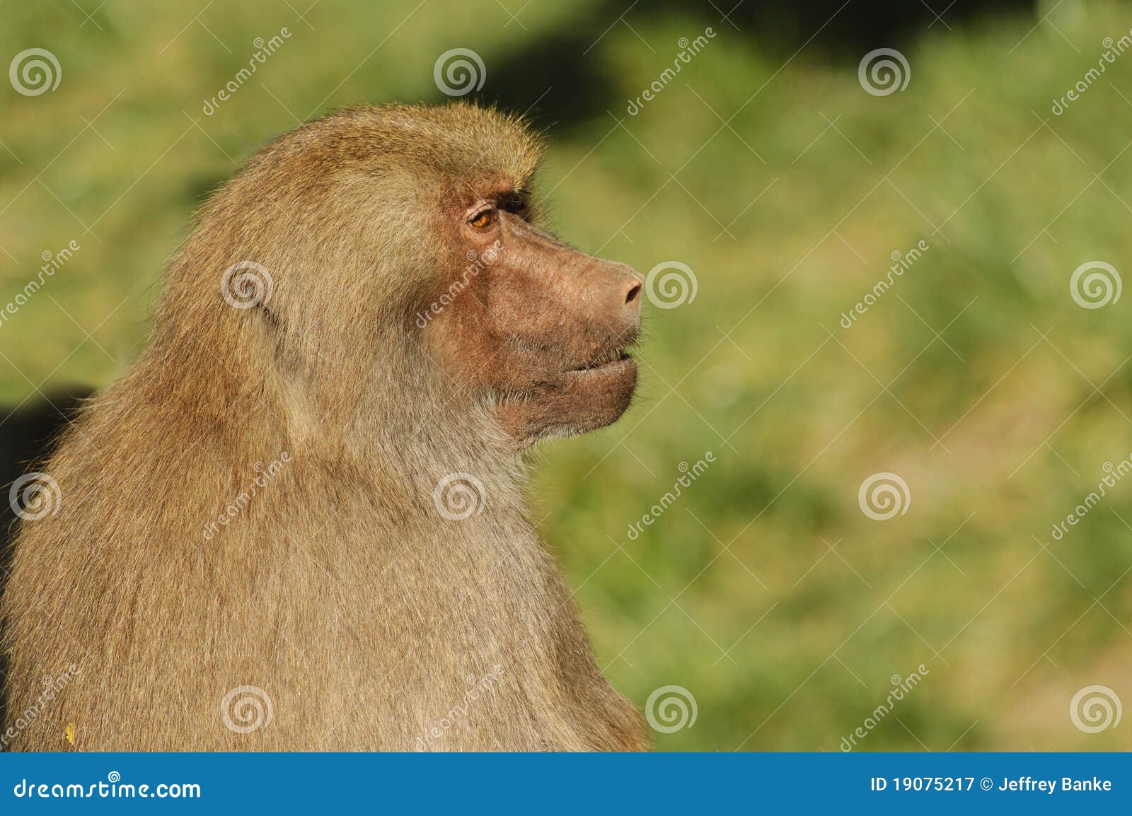 Baboon in profile stock image. Image of papio, profile - 19075217