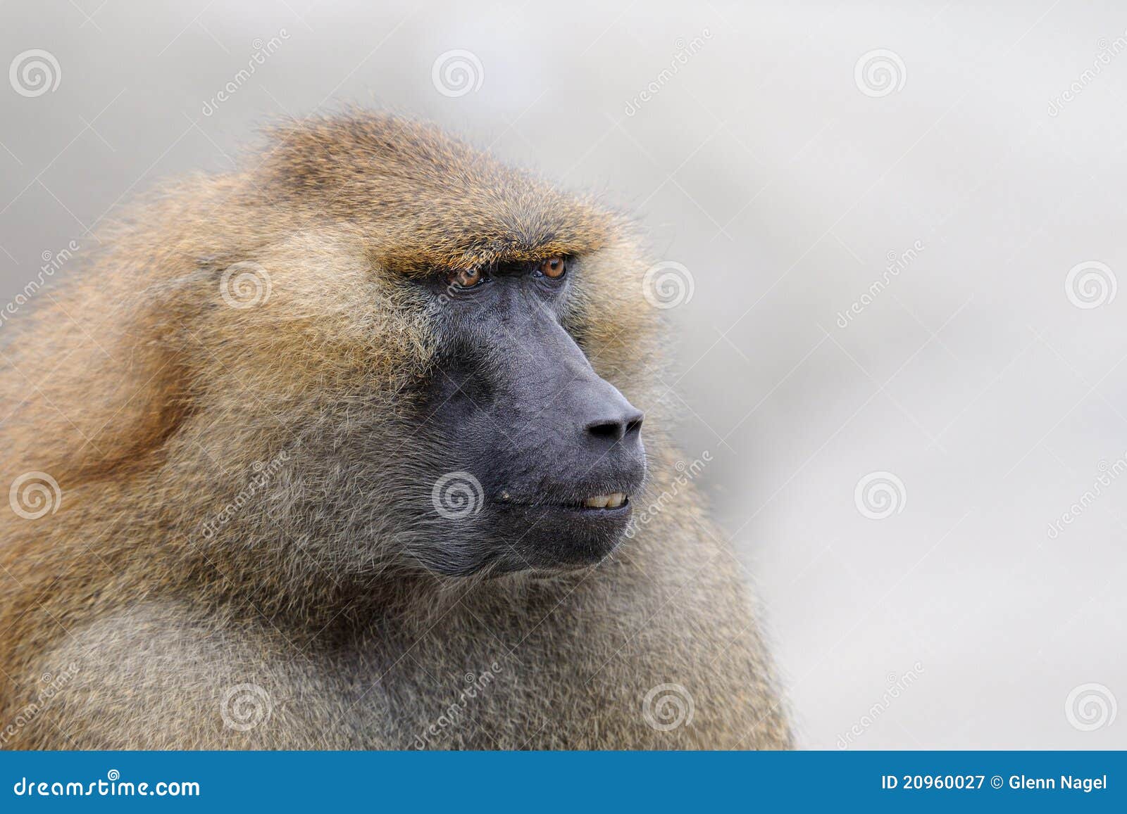 Baboon profile stock image. Image of profile, animal - 20960027
