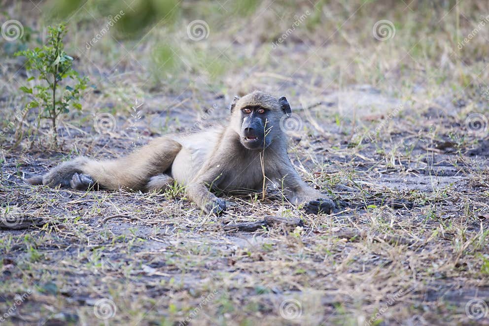 Baboon Lying on Ground, Botswana, Africa Stock Image - Image of monkey ...