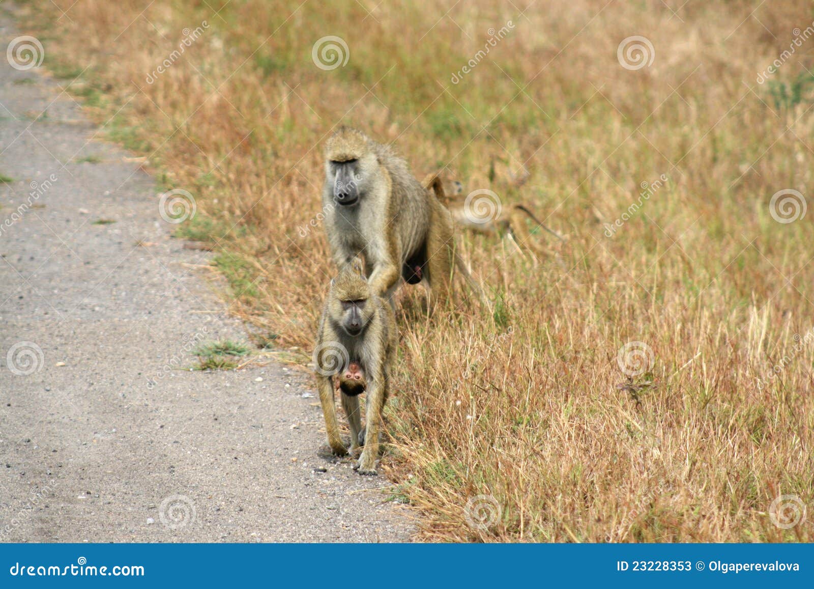 Baboon on the road stock image. Image of baboon, africa - 23228353