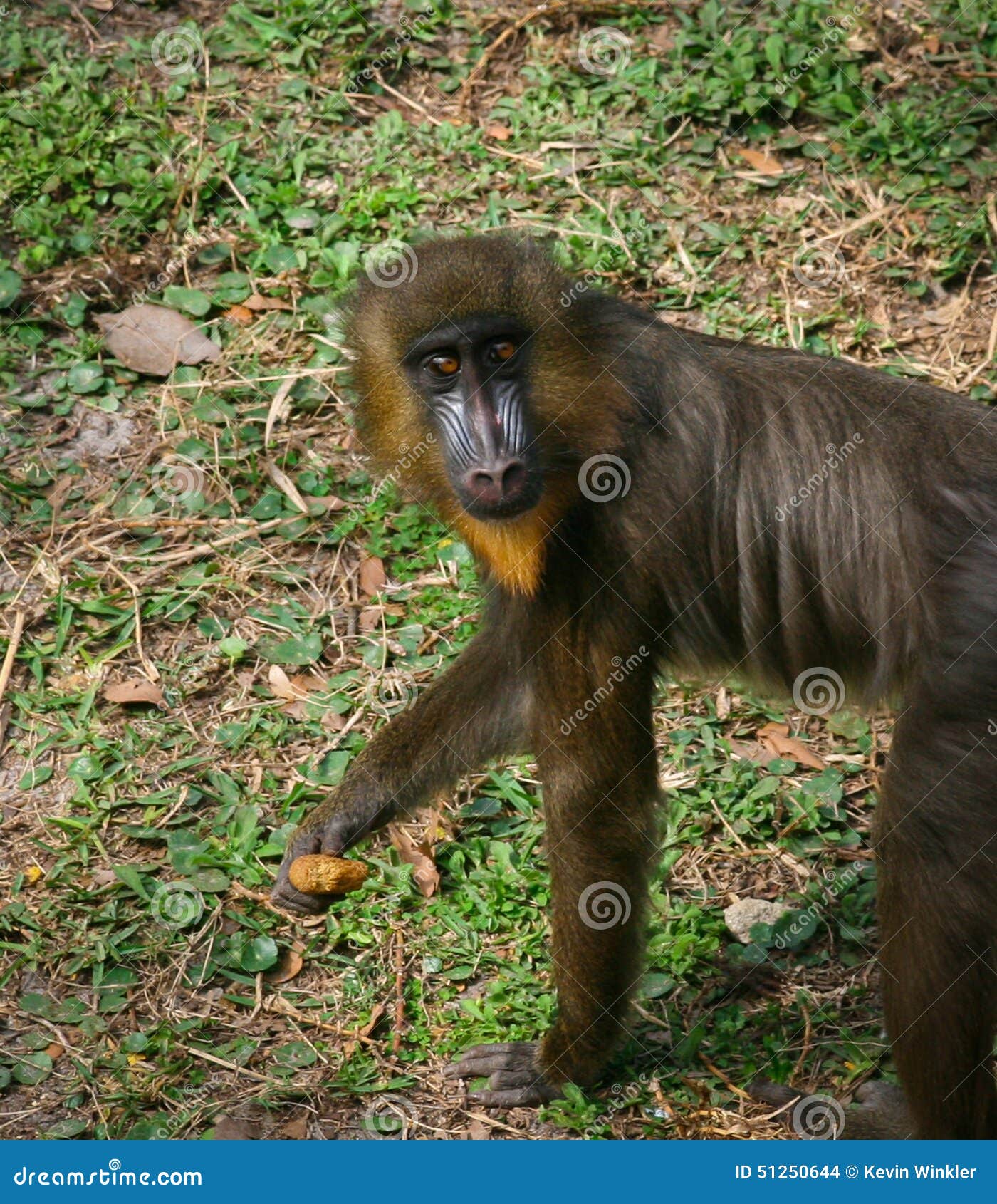 Baboon with a rock in hand stock photo. Image of baboon - 51250644