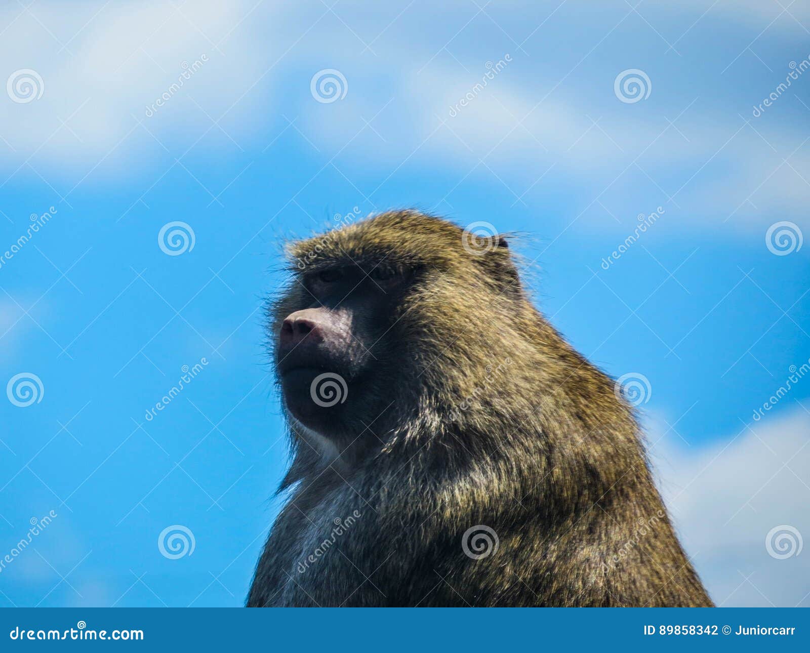 Baboon`s Face stock photo. Image of primate, wild, baboons - 89858342