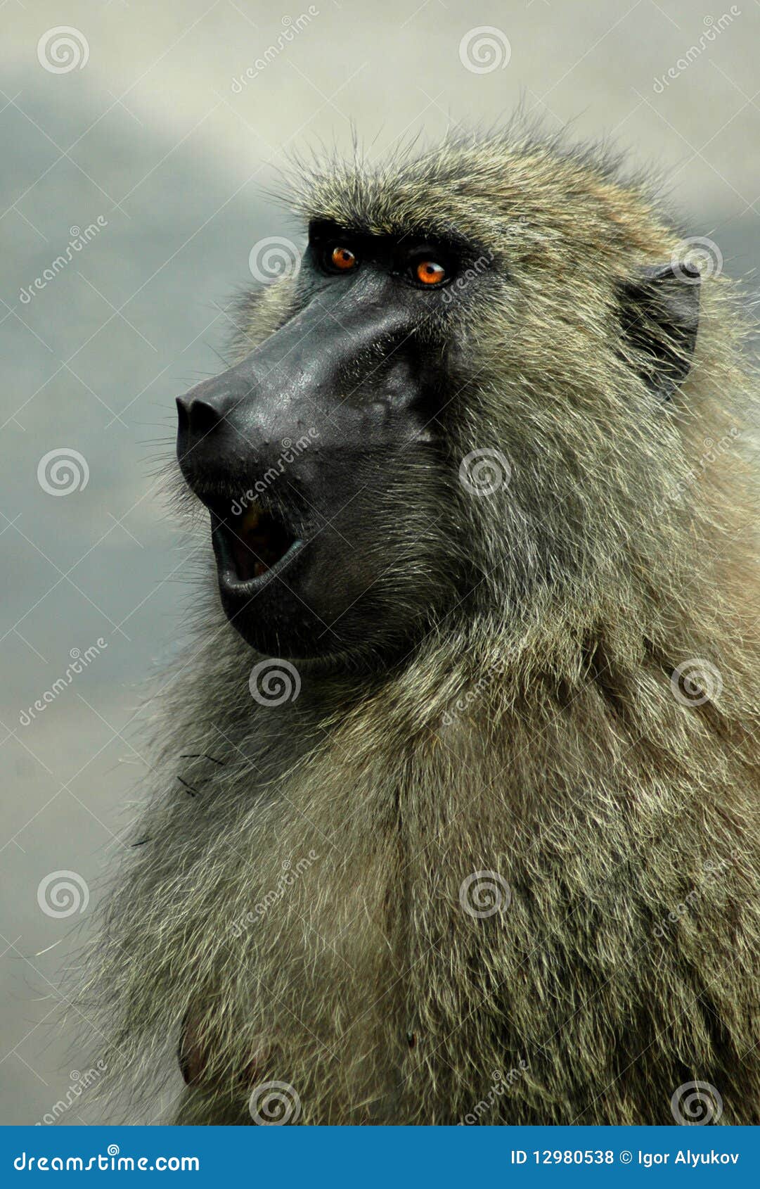 Baboon s Fury stock photo. Image of angry, rwanda, safari - 12980538