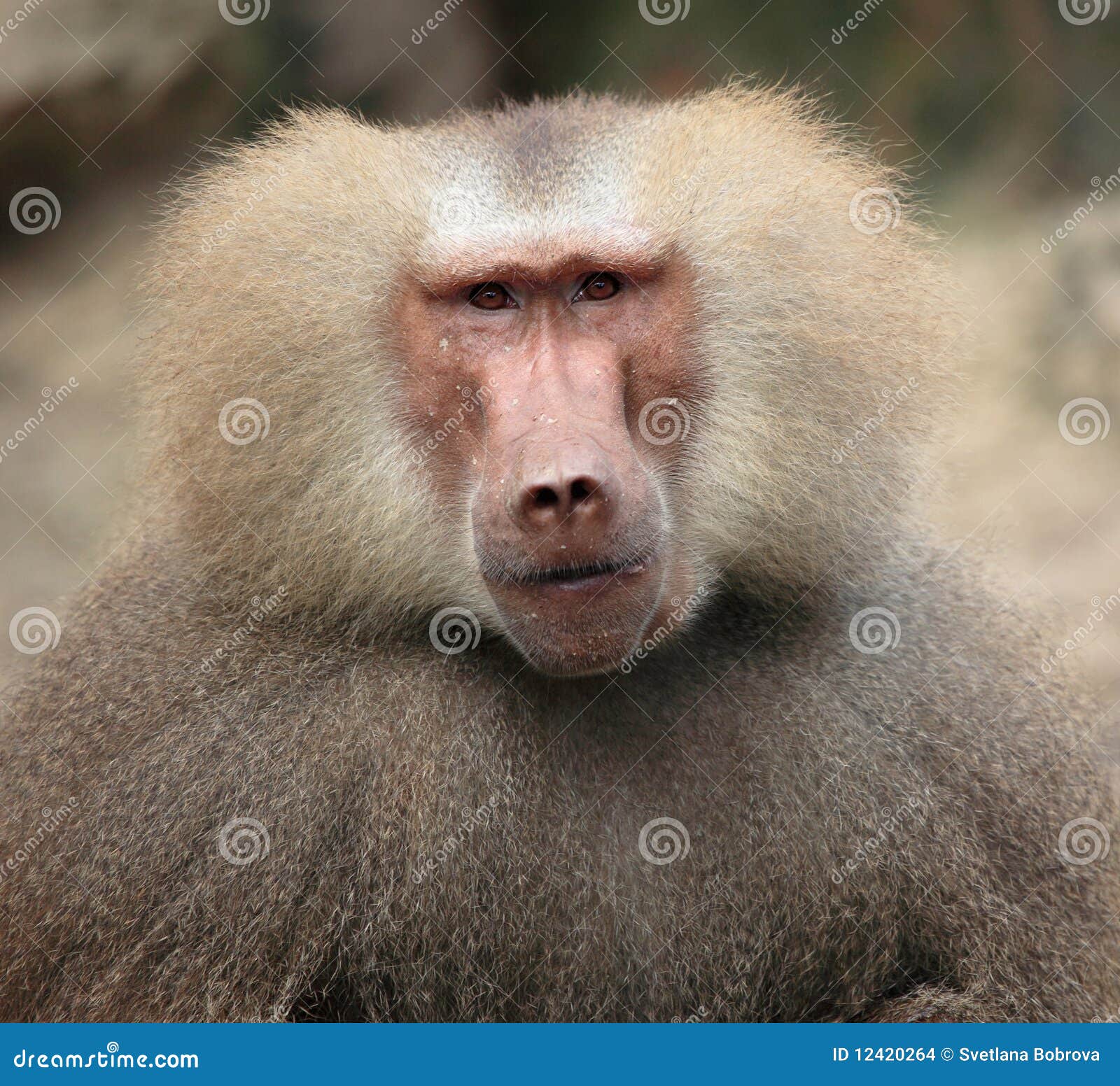 Baboon`s portrait stock photo. Image of mammals, creatures - 12420264