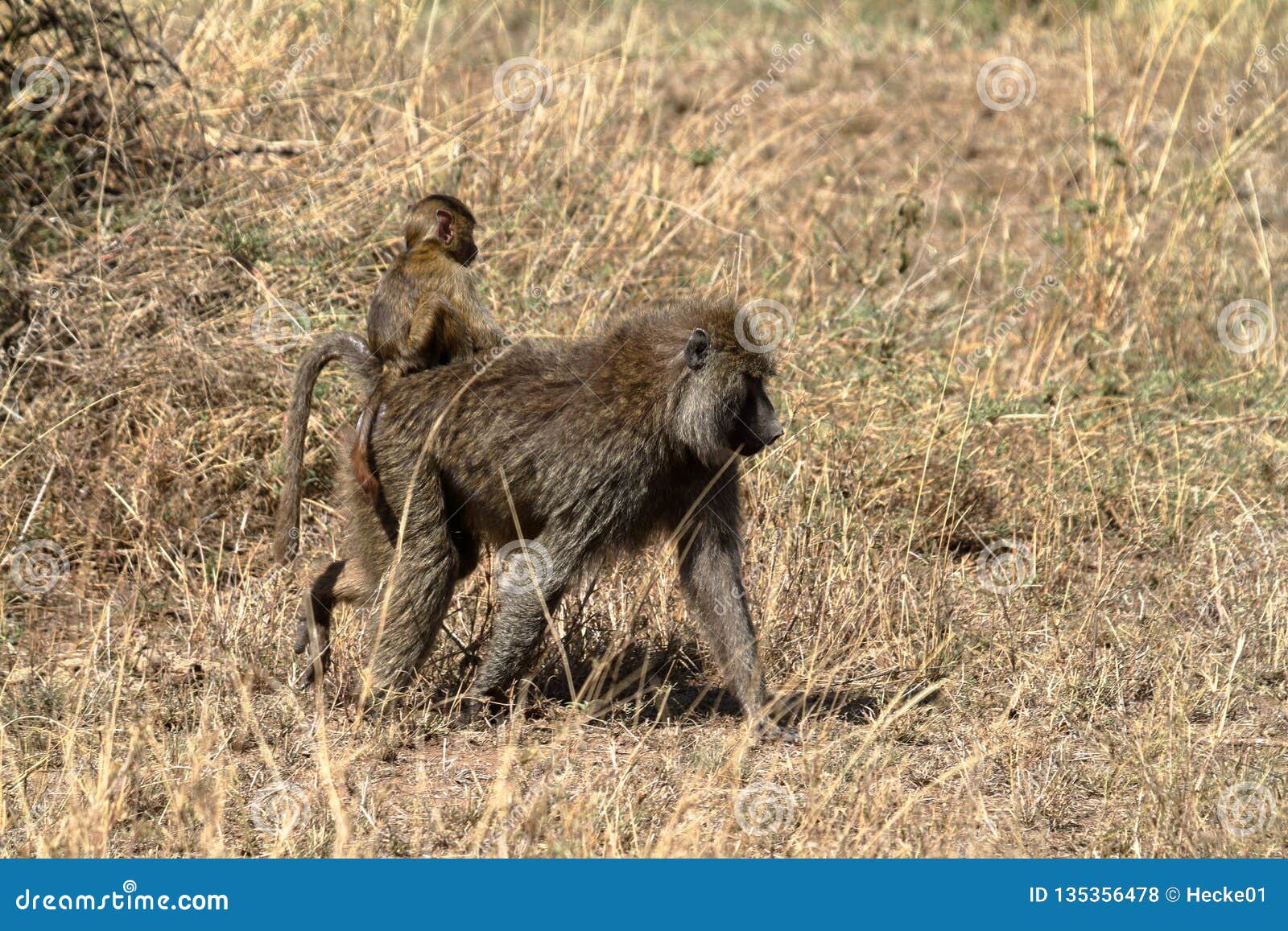 Baboon in the Savanna of the Serengeti Stock Photo - Image of african ...