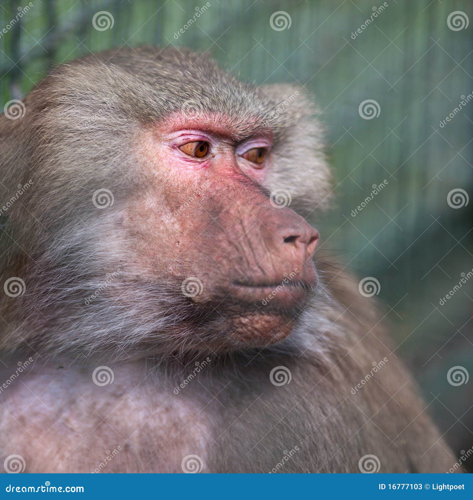 Older Baboon Stock Photos - Free & Royalty-Free Stock Photos from ...