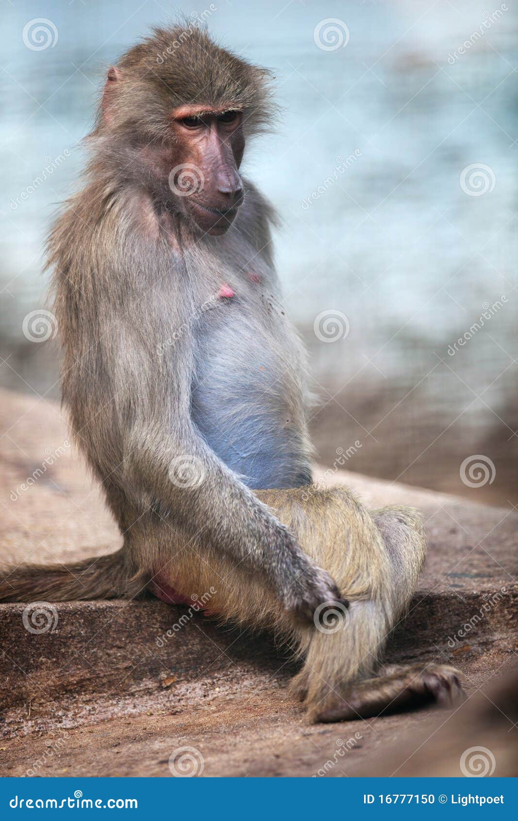 Baboon (Simia hamadrya) stock photo. Image of baboon - 16777150