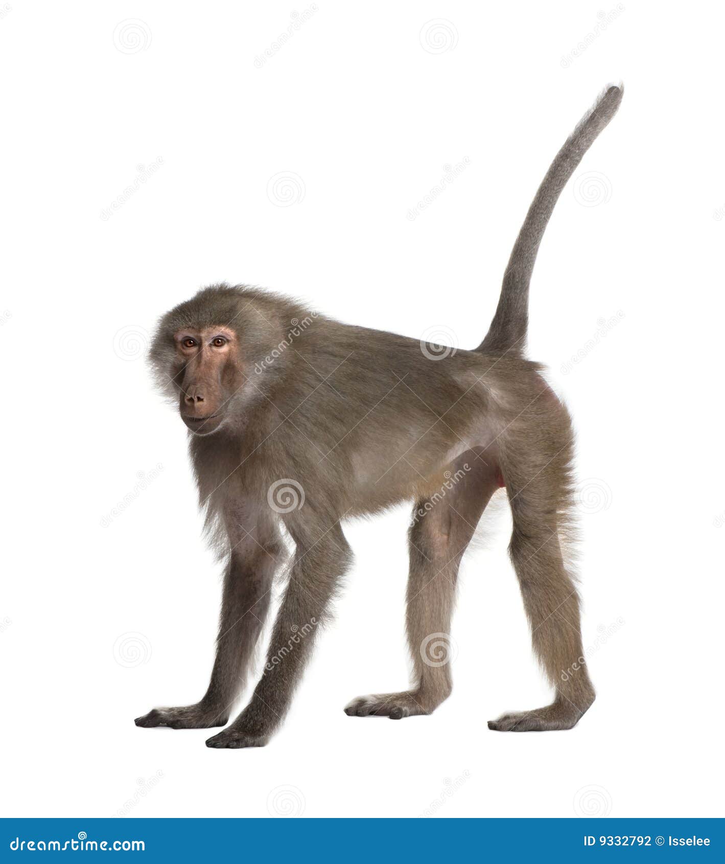 Baboon - Simia Hamadryas Stock Photo | CartoonDealer.com #9535086
