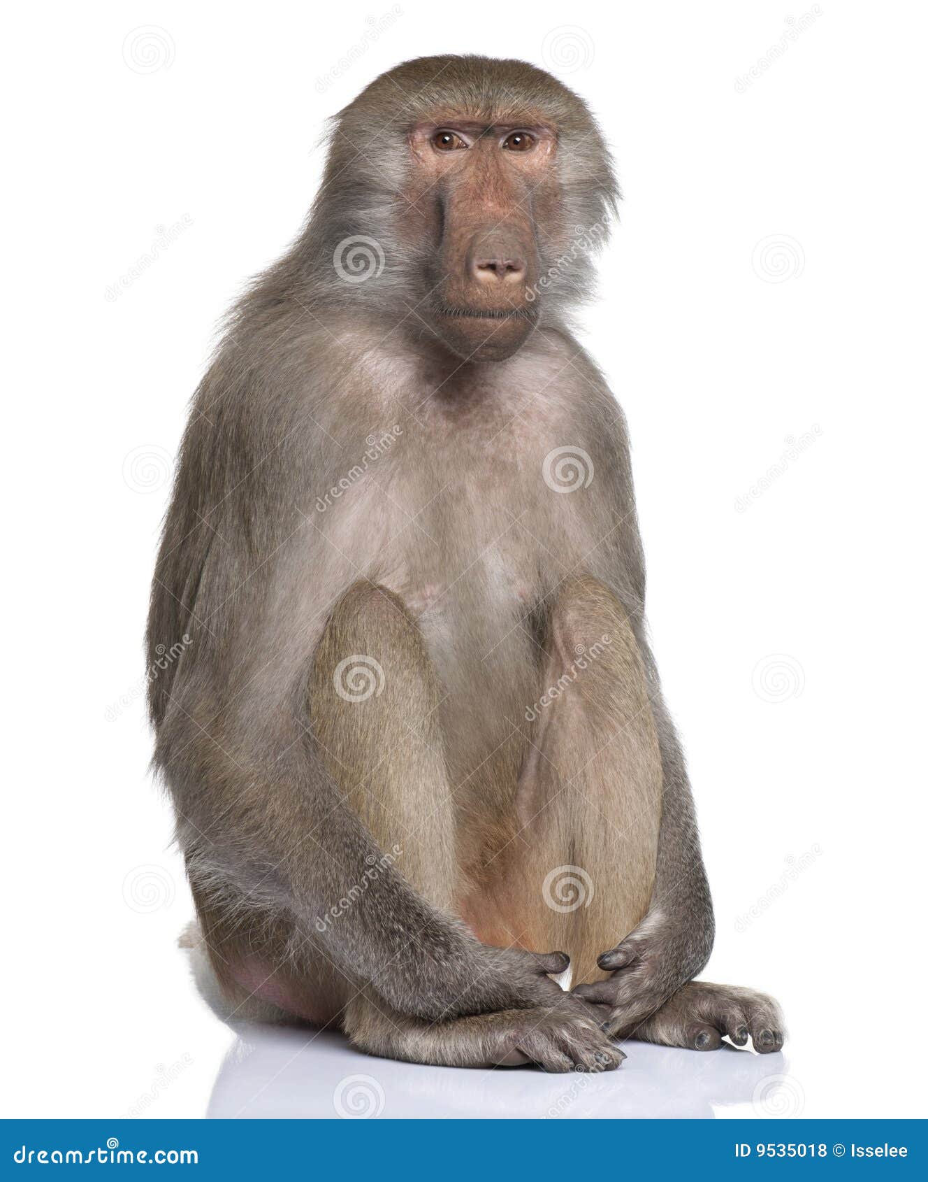 Sad Baboon Stock Photo | CartoonDealer.com #55634184