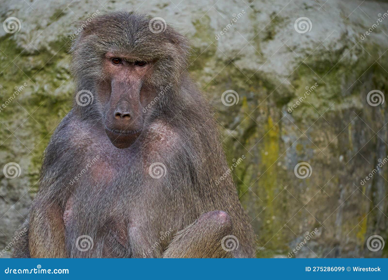 Baboon Sitting Against a Rock Wall Stock Image - Image of wall ...