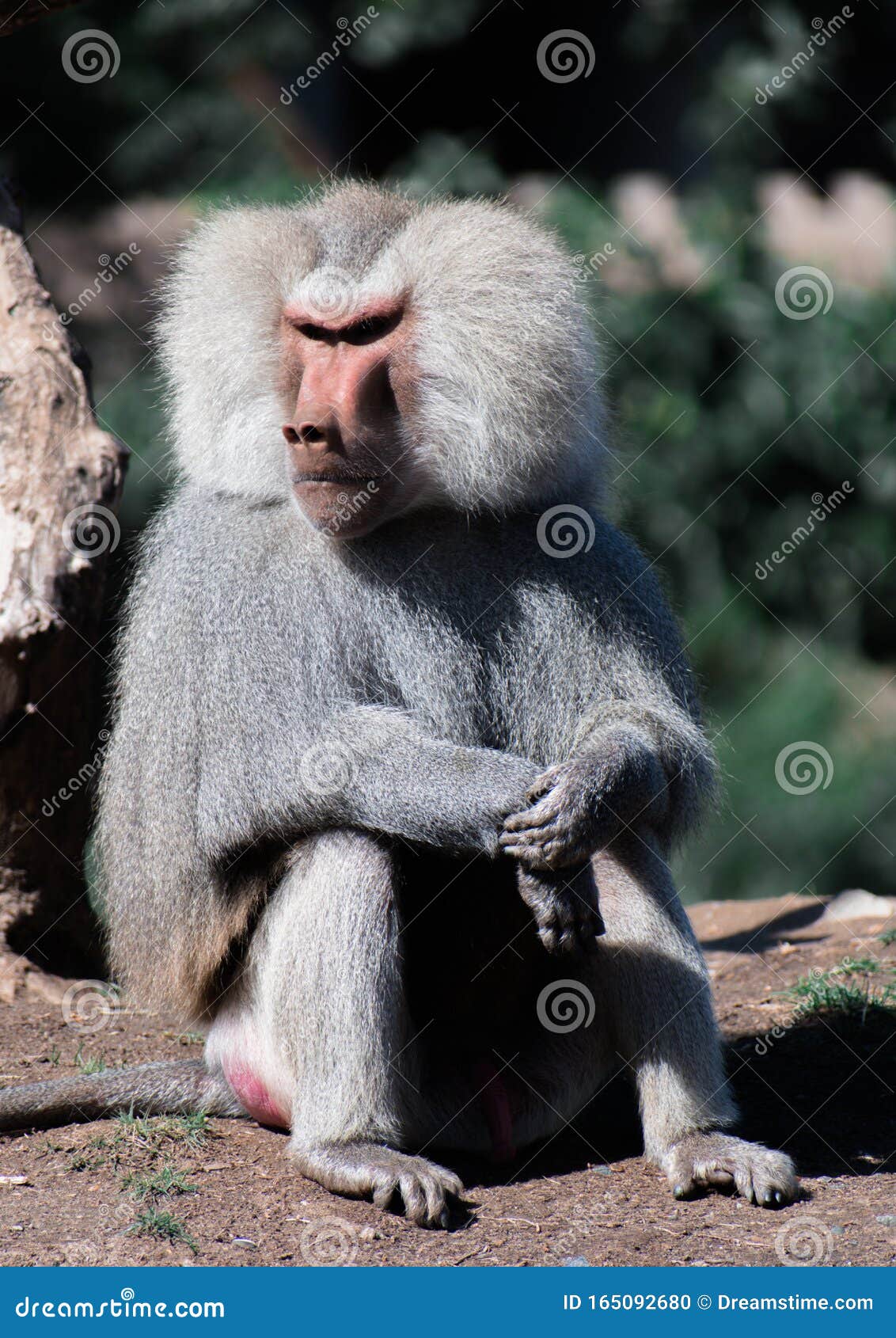 Baboon Sitting Alone Thinking Stock Photo - Image of nature, sitting ...