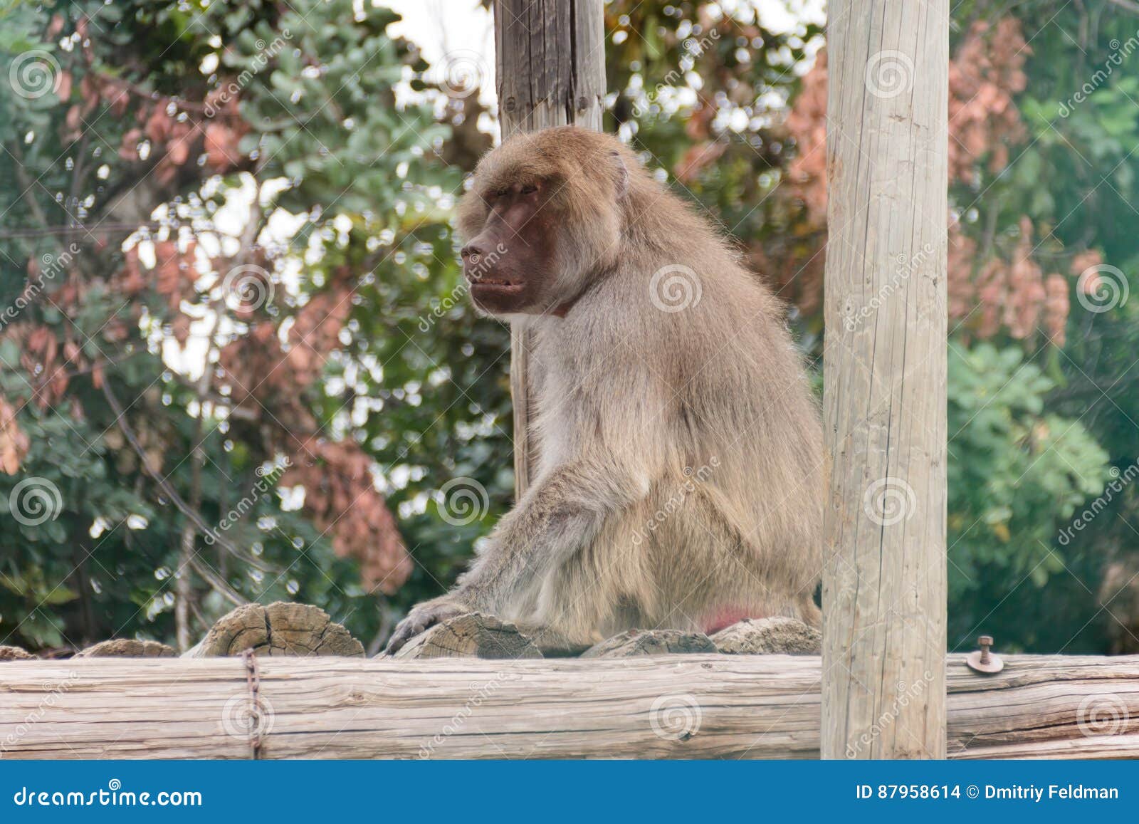 Baboon Sitting on Logs and Looks into Distance Stock Photo - Image of ...