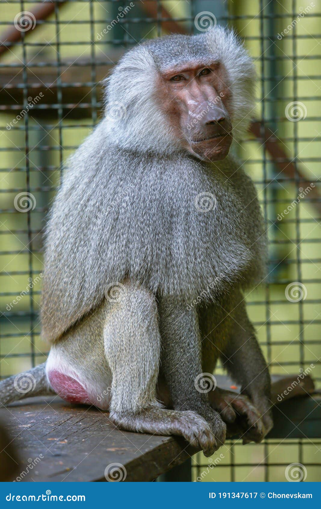 Baboon sitting and posing stock image. Image of macaque - 191347617