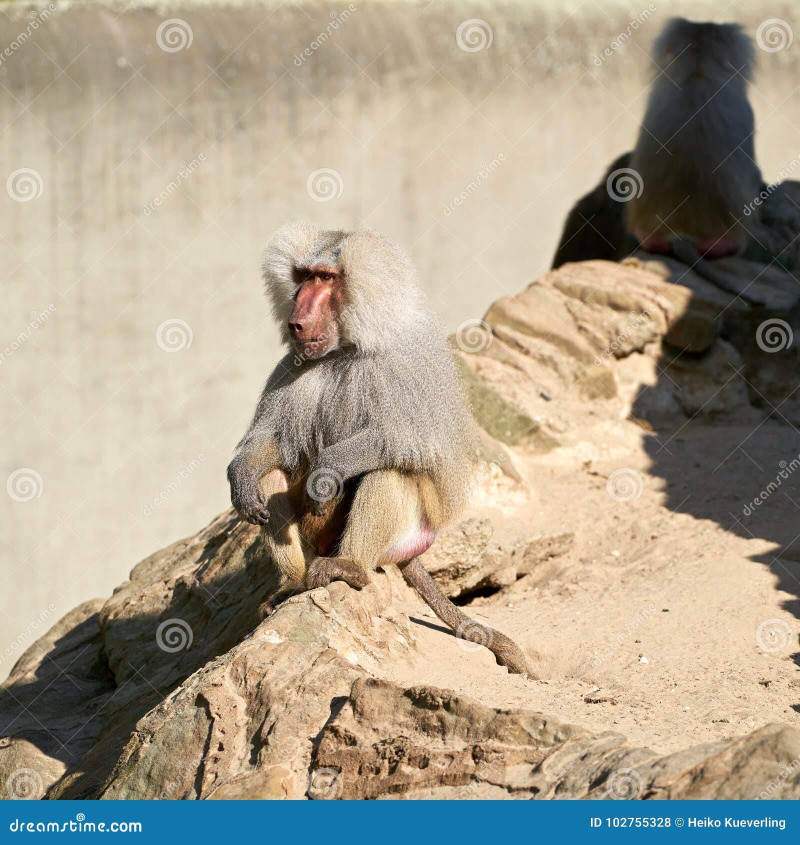 Baboon on a rock stock photo. Image of mammal, conservation - 102755328