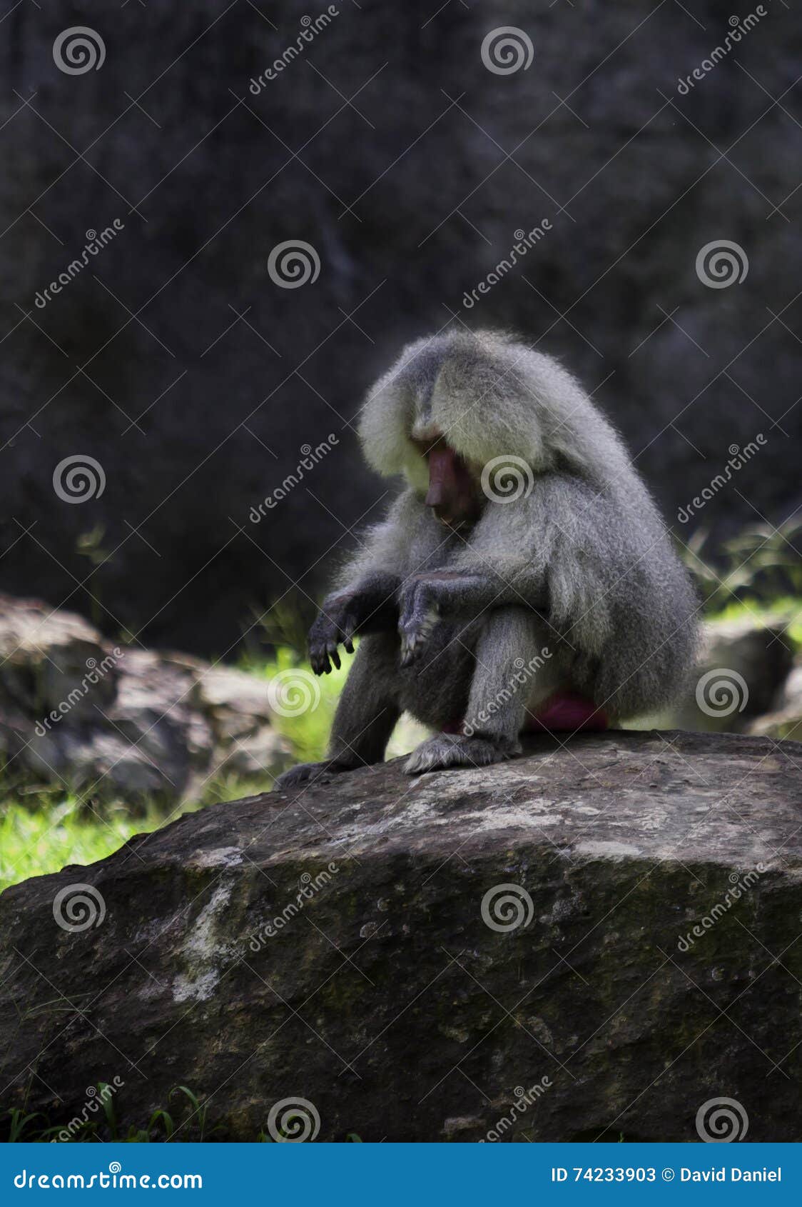 Baboon sitting on a rock stock image. Image of sitting - 74233903