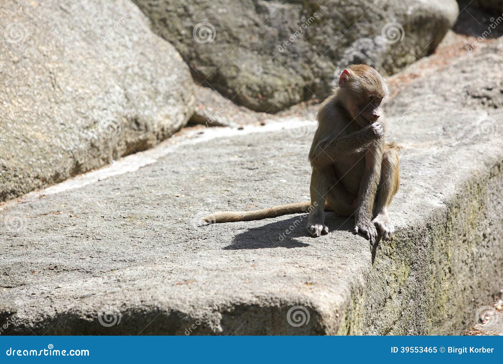 Baboon sitting on a rock stock image. Image of african - 39553465