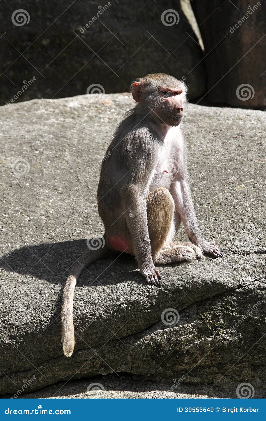 Baboon sitting on a rock stock image. Image of hide, wildlife - 39553649