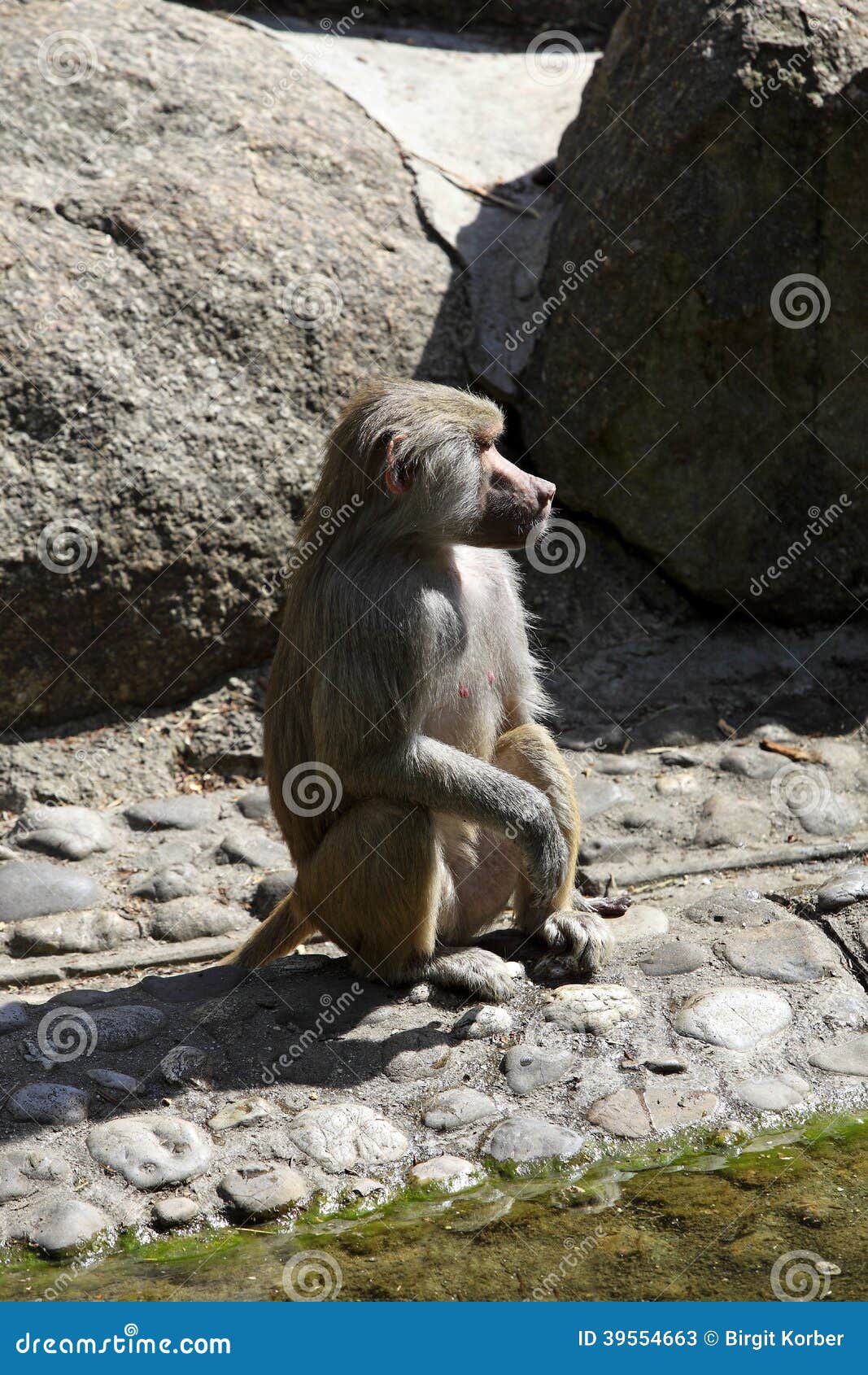 Baboon sitting on a rock stock image. Image of captured - 39554663