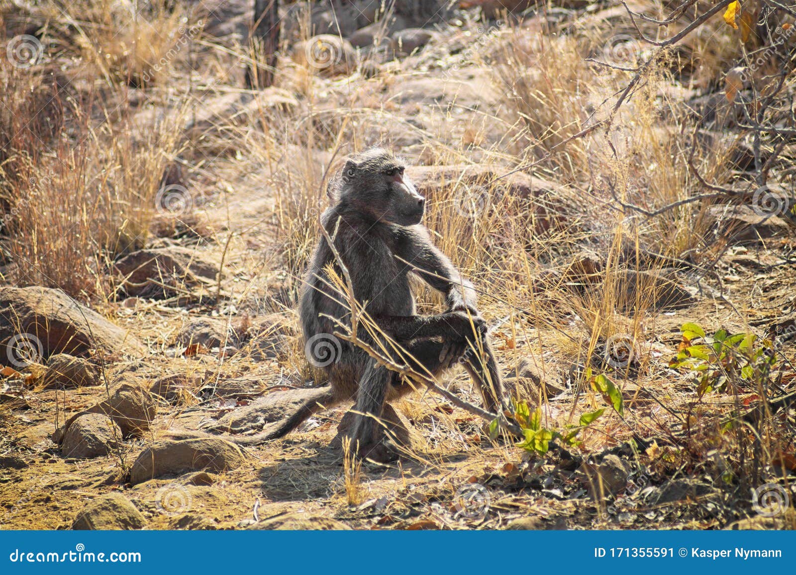 Baboon Sitting on a Rock on the Savannah Stock Image - Image of ...