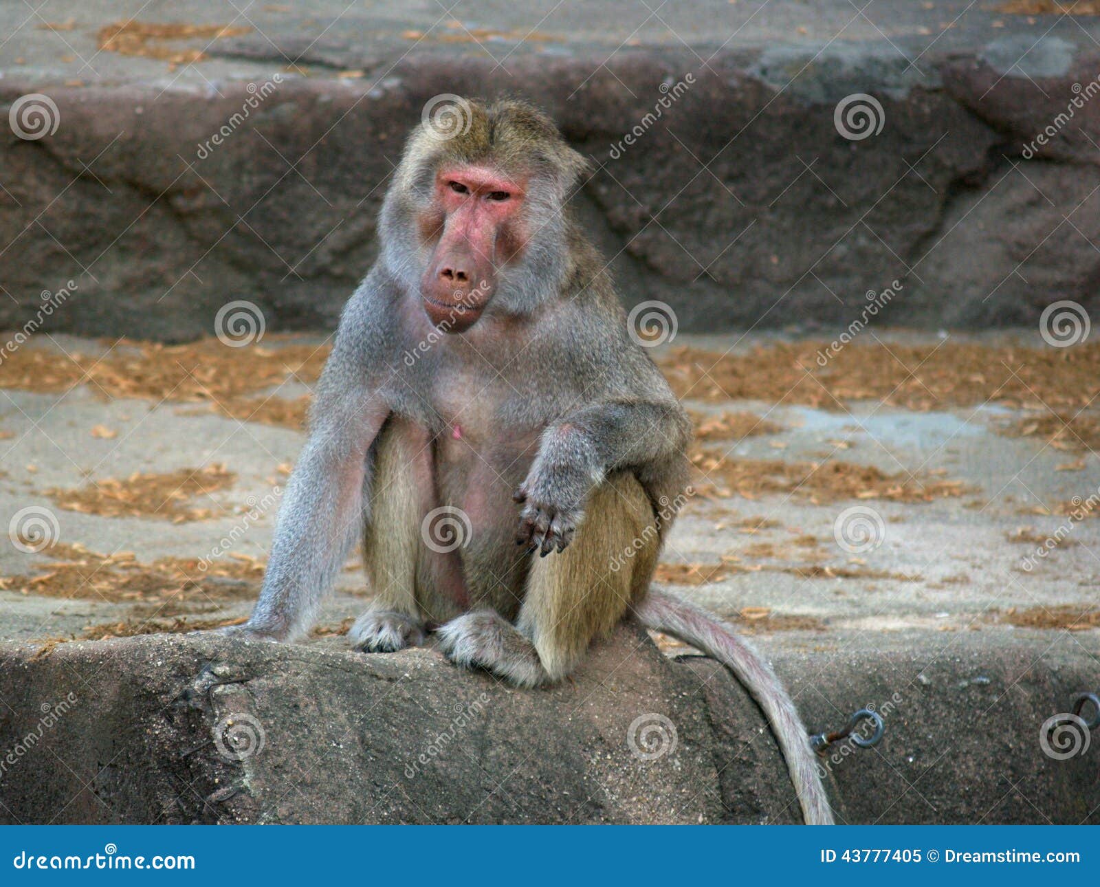 Baboon sitting on a rock stock image. Image of baboon - 43777405