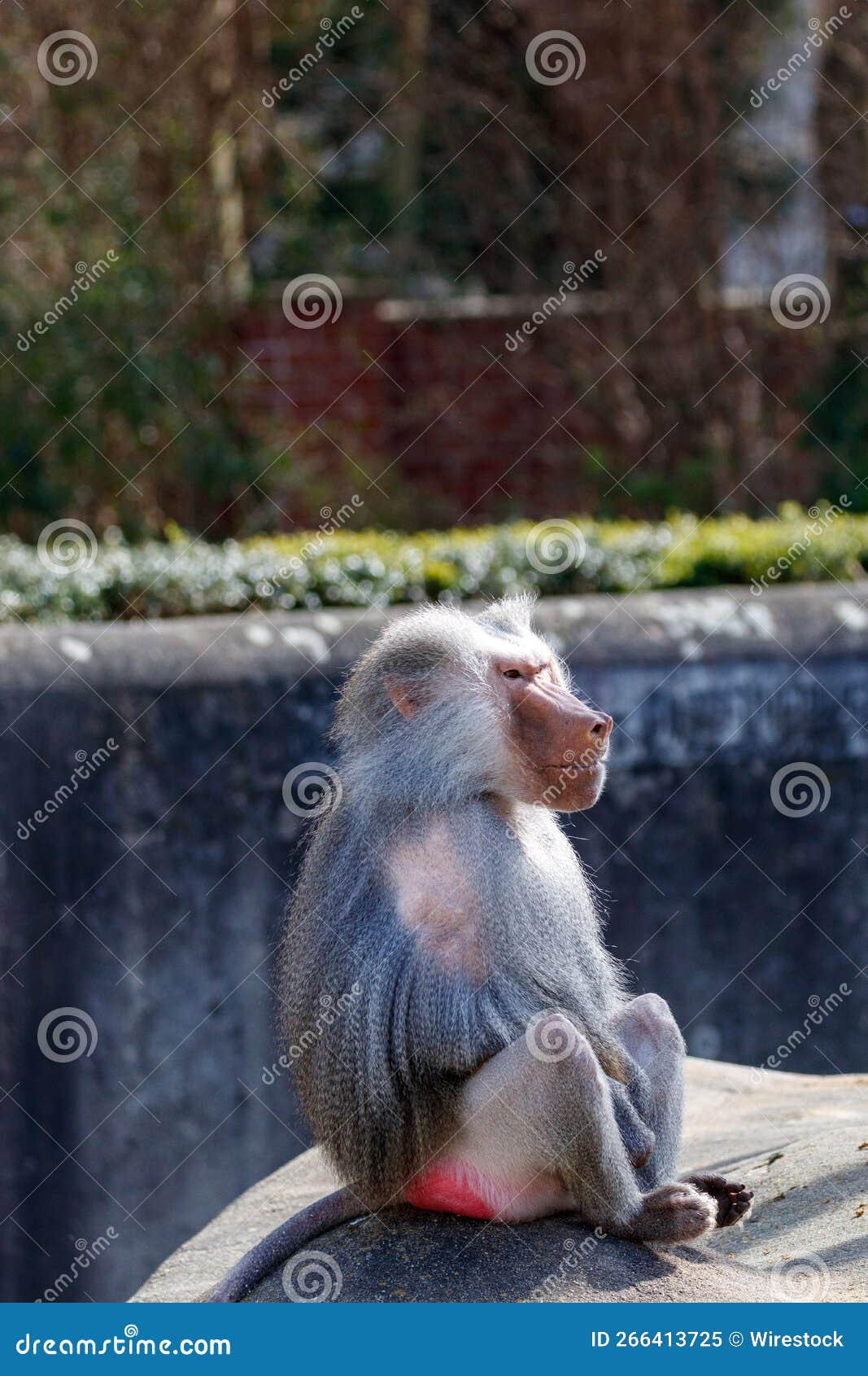 Baboon Sitting on a Rock in the Zoo Stock Image - Image of africa, park ...