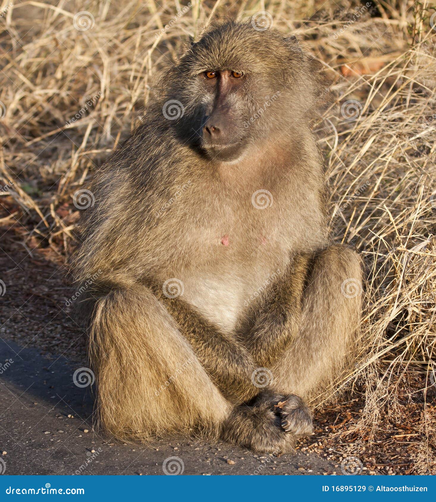Baboon Sitting on the Side of a Road Stock Image - Image of furry, face ...