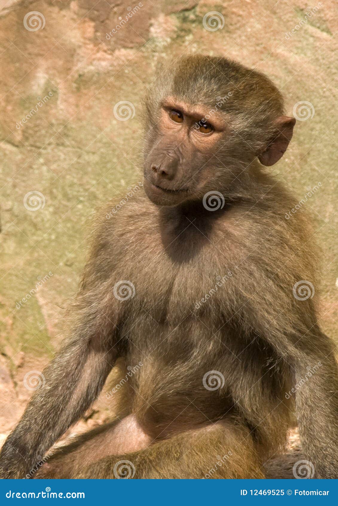 Baboon Sitting staring stock image. Image of baboon, ears - 12469525
