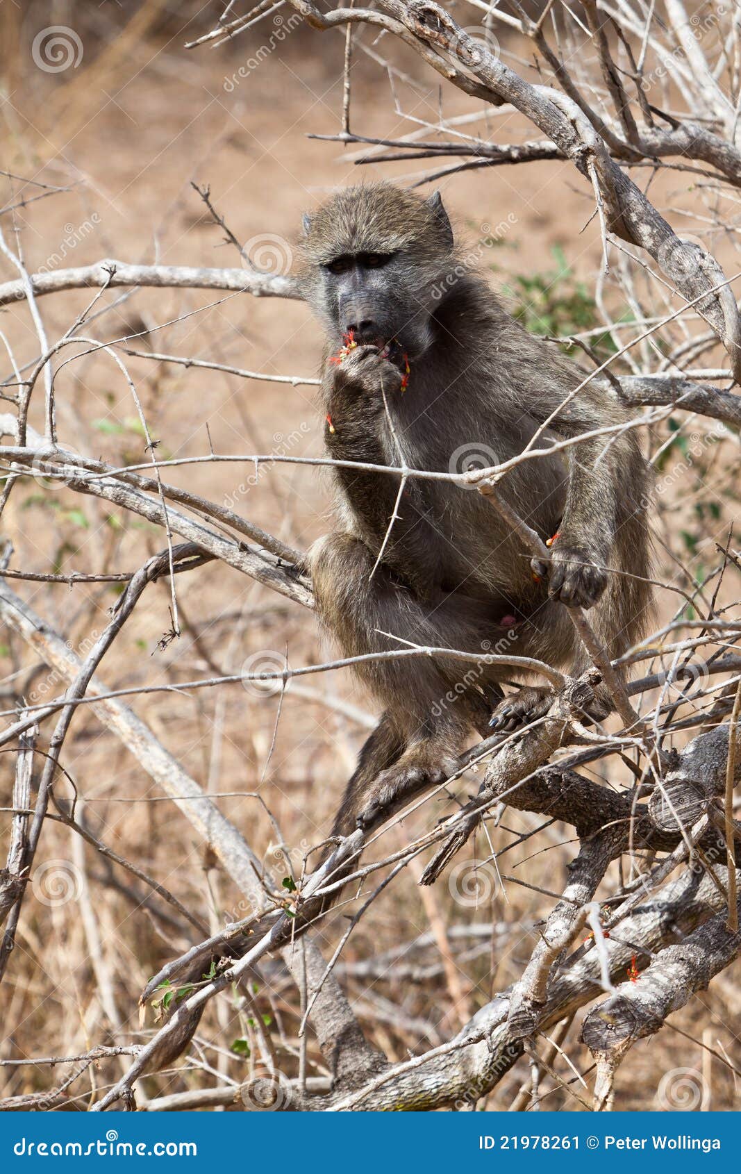 Baboon sitting in a tree stock image. Image of tree, feeding - 21978261