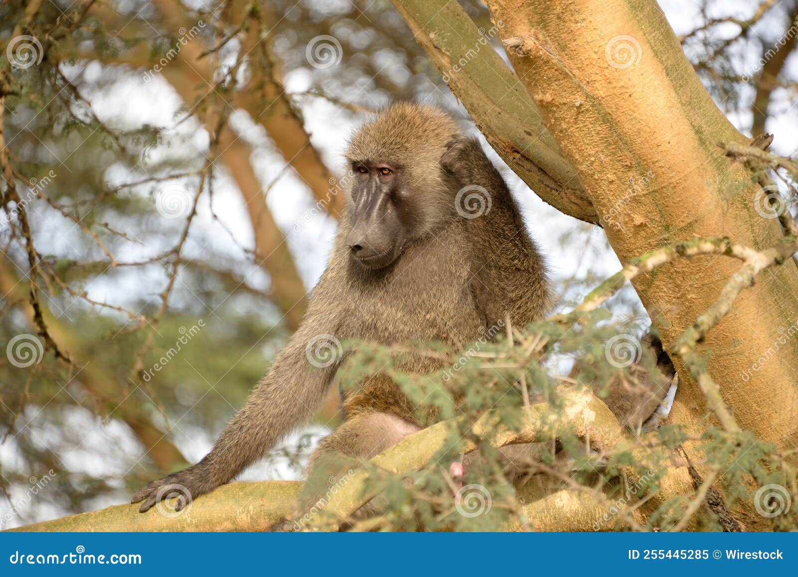 Baboon Sitting on a Tree Branch in the Wild and Looking Aside, Africa ...