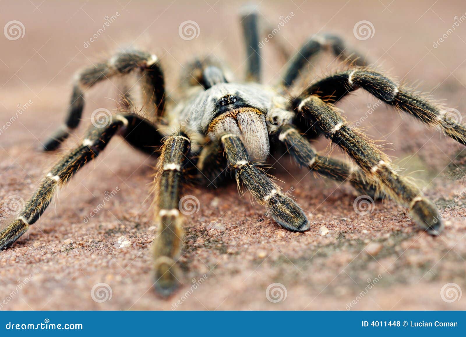 Baboon spider stock photo. Image of body, ceratogyrus - 4011448
