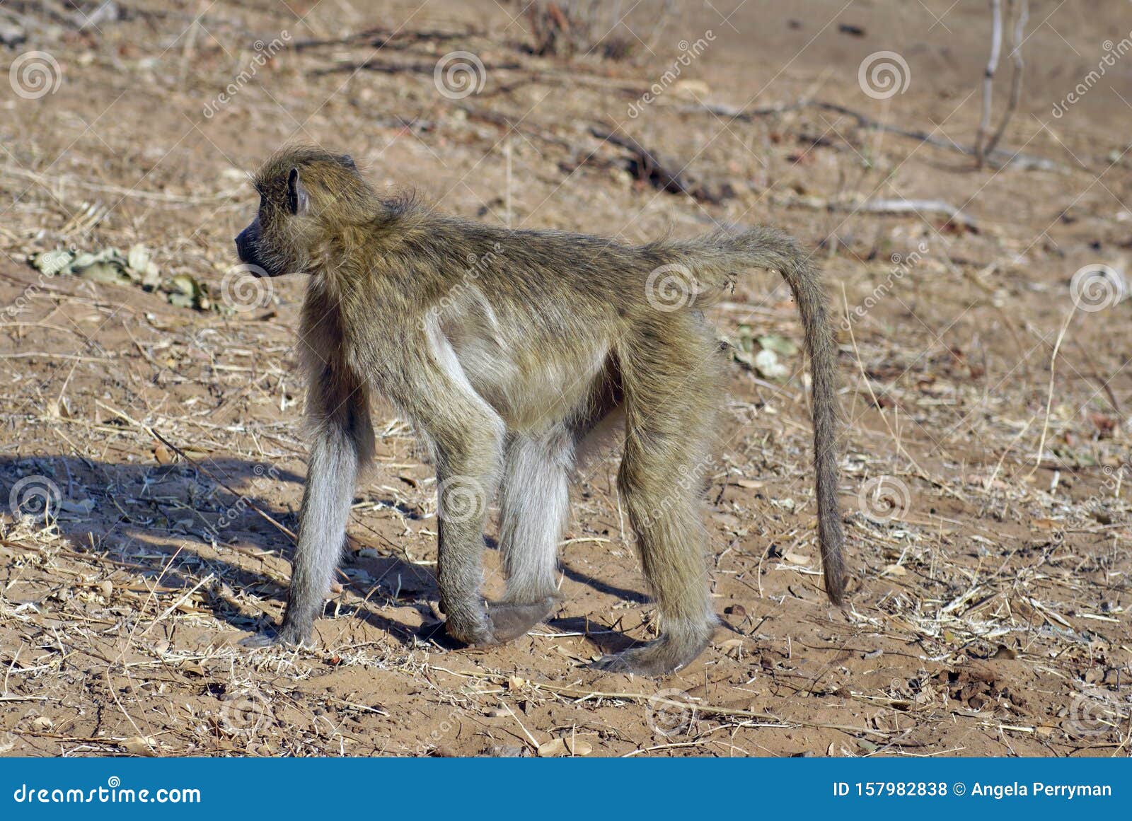 Baboon Standing Stock Photos - Download 308 Royalty Free Photos